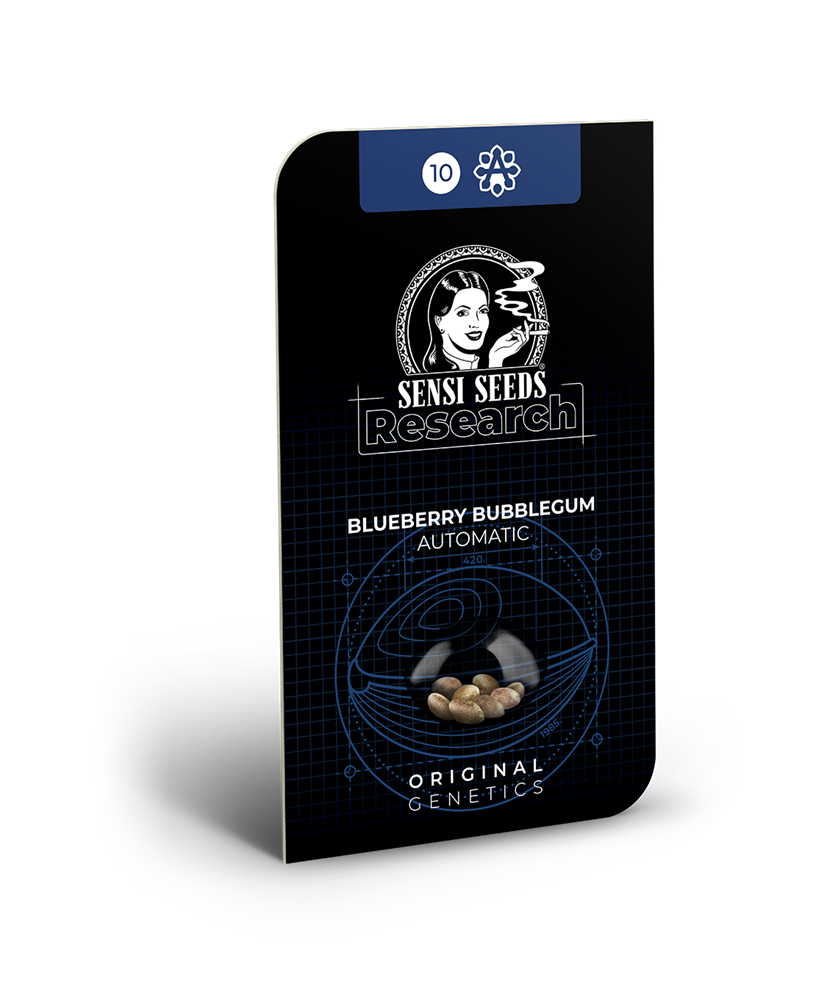 Graines de Blueberry Bubblegum à Autofloraison – Sensi Seeds