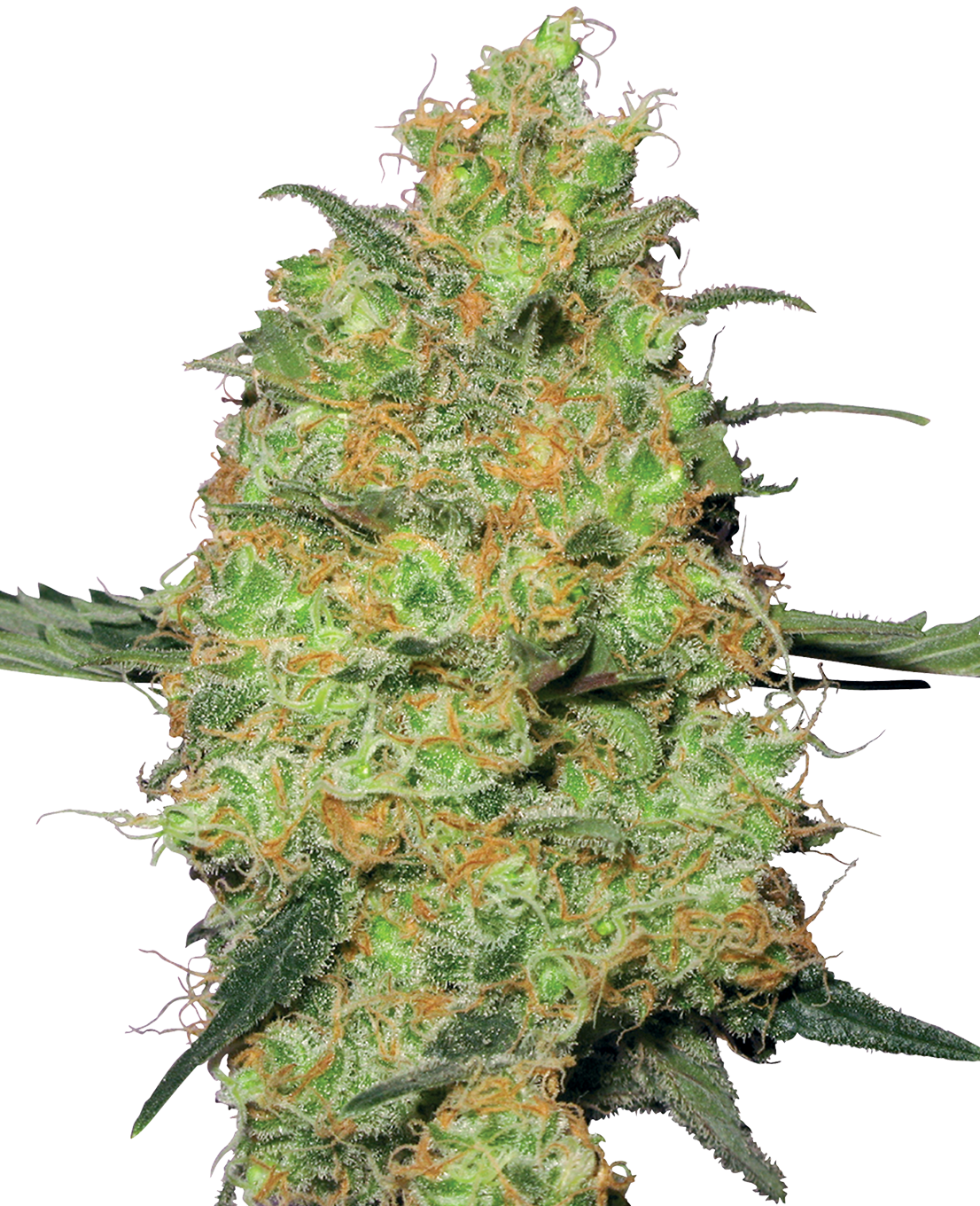 White Kush