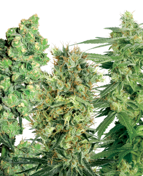 Semi di cannabis White Label